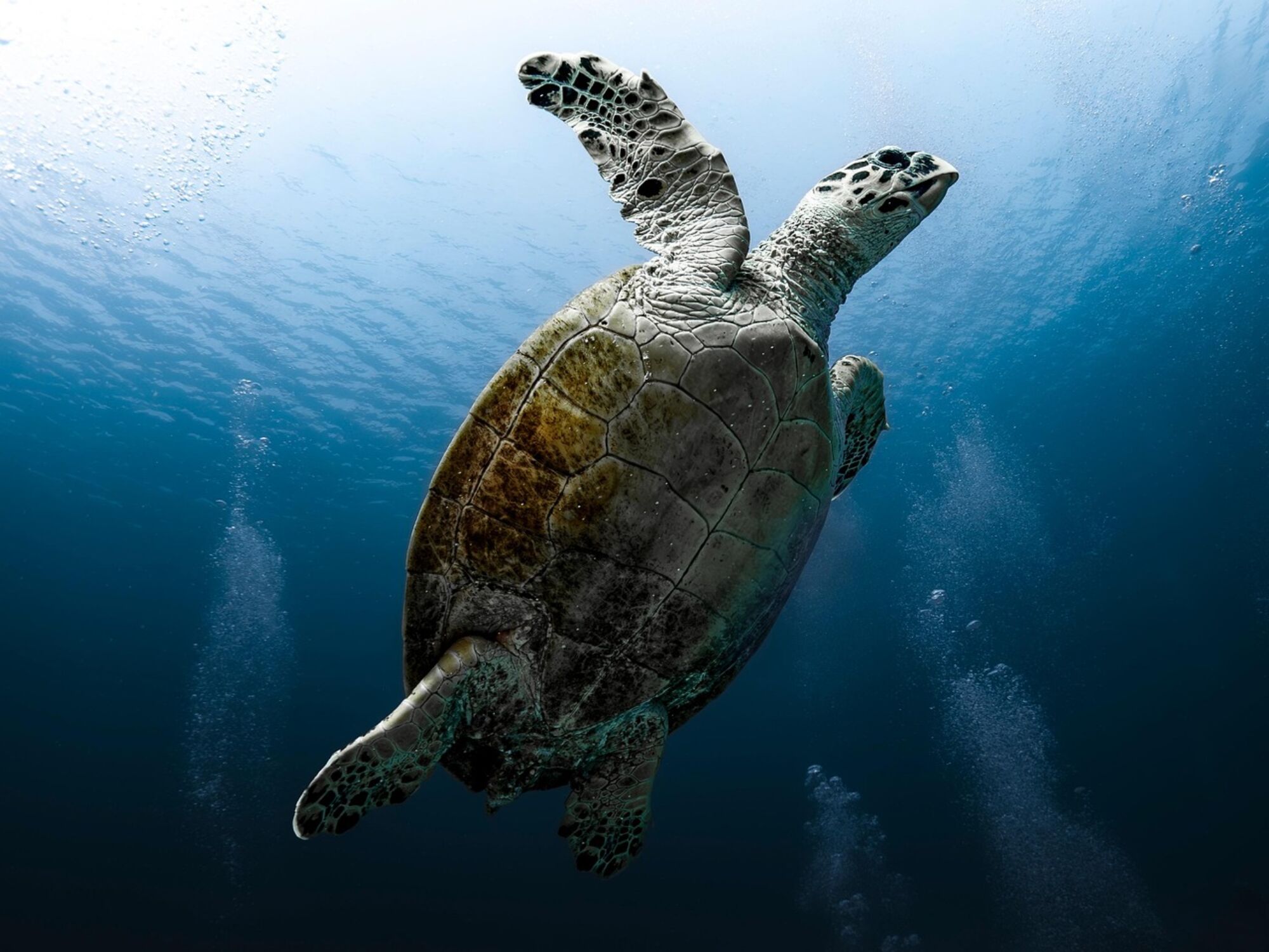 I 9 migliori posti dove fare immersioni nel mondo