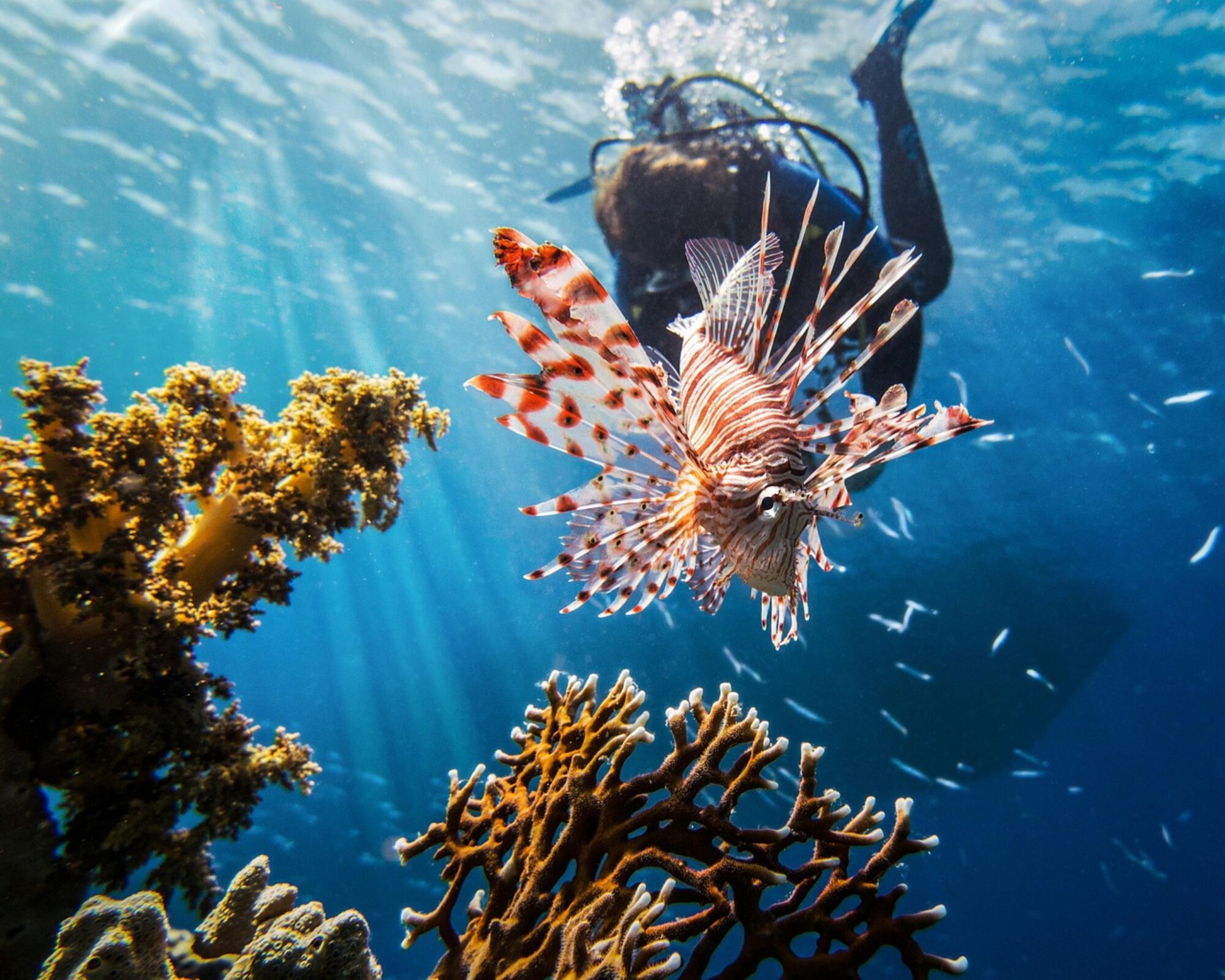 I 9 migliori posti dove fare immersioni nel mondo