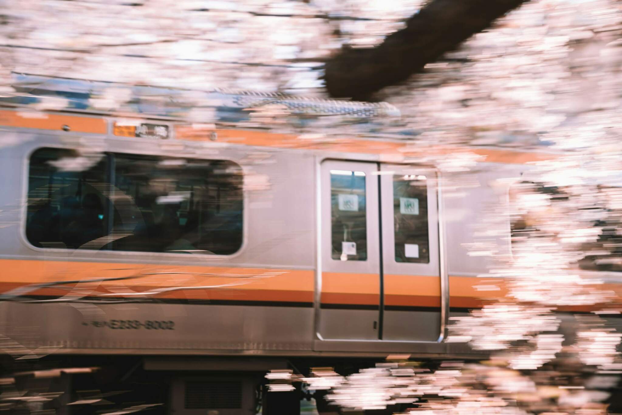 Tutto quello che devi sapere sui fiori di ciliegio sakura